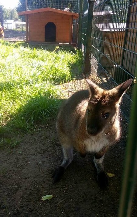 Piemājas zoo BRIEŽI - Iemītnieki