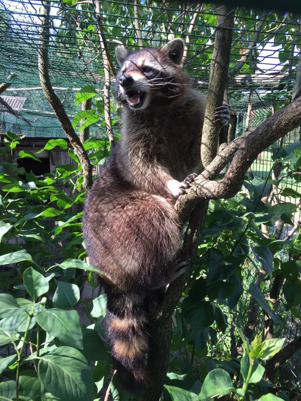 Piemājas zoo BRIEŽI - Iemītnieki